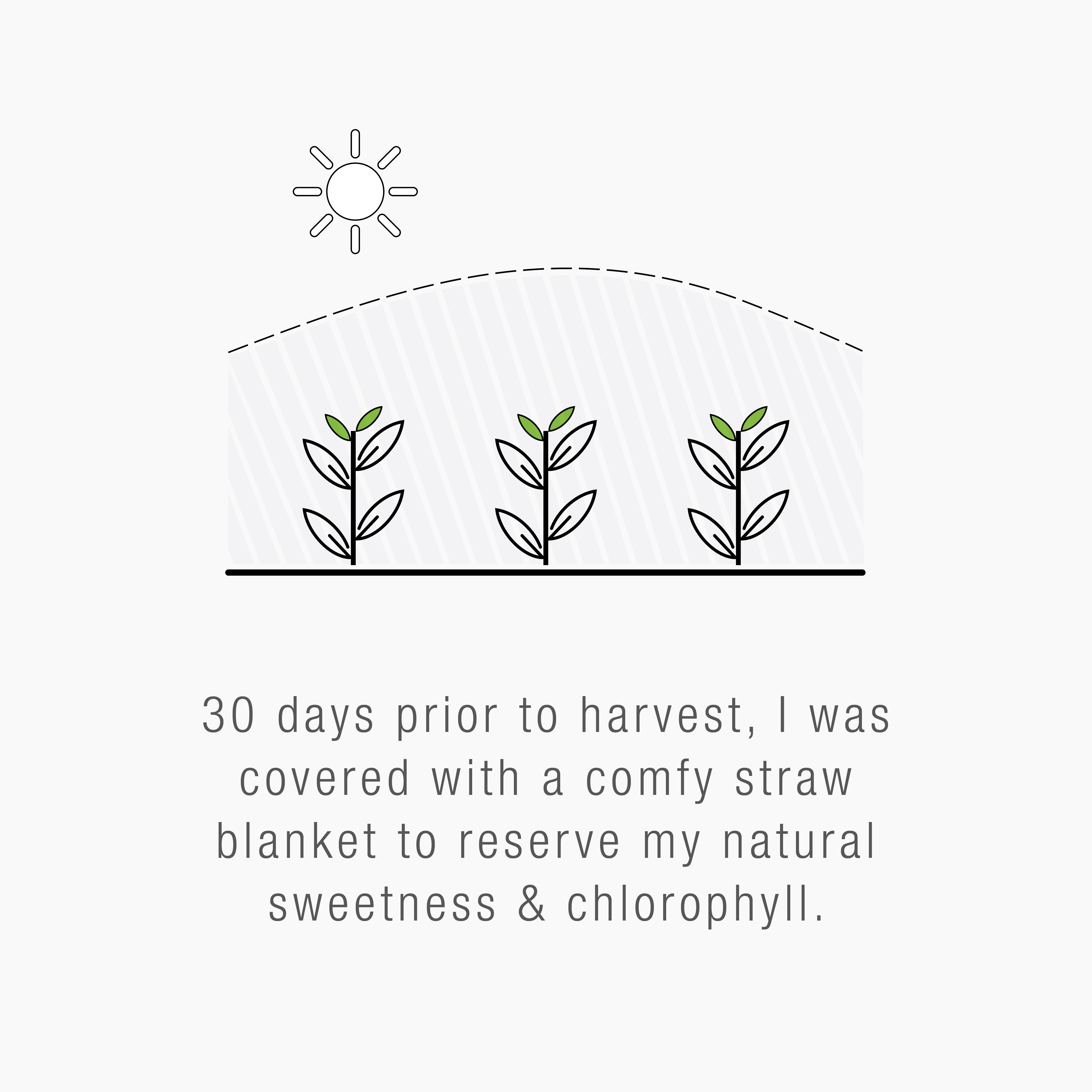 Matcha 101 – Whisk Premium Matcha